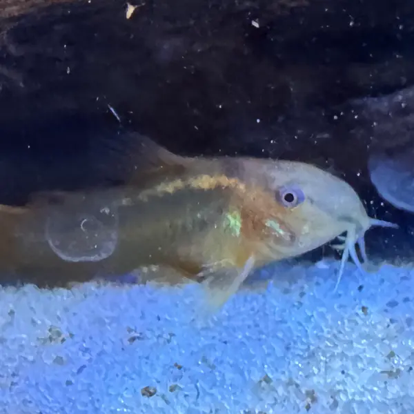Gold Laser Corydoras CW010